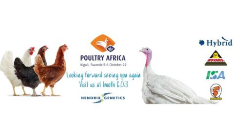 Hendrix Genetics - VIV Africa